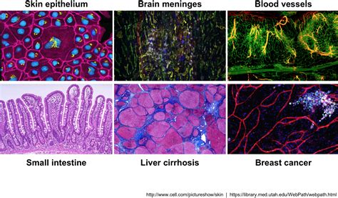 Introduction To Single Cell Rna Seq