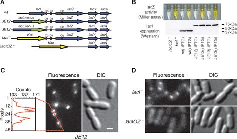 Figure 1 From Probing Transcription Factor Dynamics At The Single Molecule Level In A Living