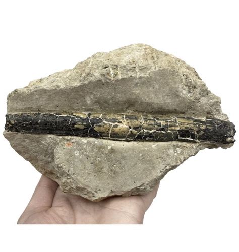 Fossils For Sale Fossils Rare British Cretaceous Dinosaur