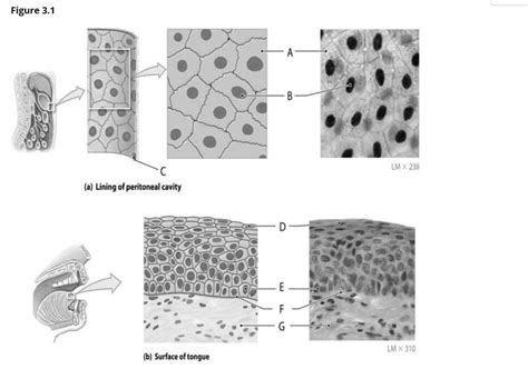 solved identify the specific structure indicated by label a