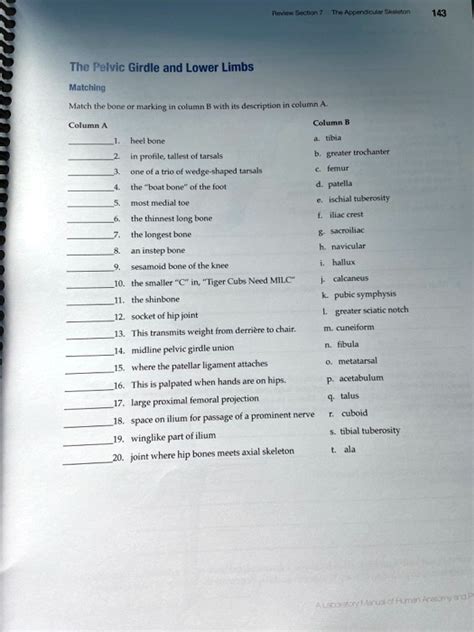 SOLVED Text View Section The Appendicular Skeleton The Pelvic Girdle And Lower Limbs