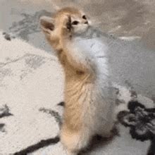 Cat Salute S Tenor