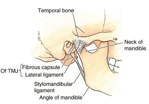 206 Tmj Flashcards Quizlet