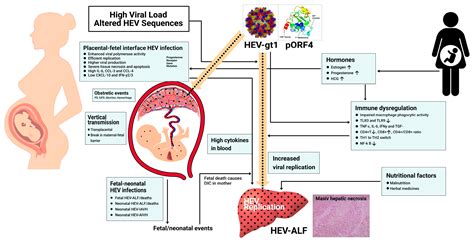 Discovery Of Hepatitis E And Its Impact On Global Health A Journey Of