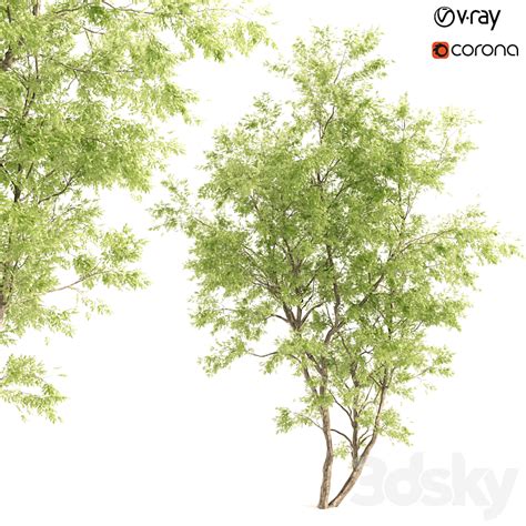 Jam Tree Tree 3d Model Jam Tree Tree 3d Model