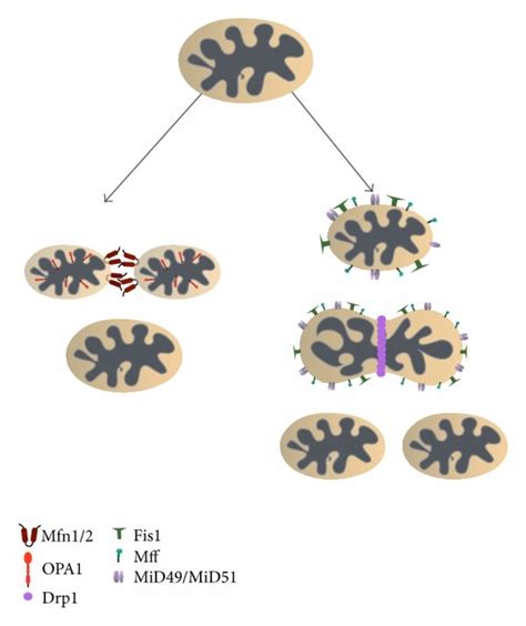 Mitochondrial Dynamics Mitochondrial Morphology And Cellular Network