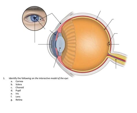Eye Diagram Quiz At Evan North Blog