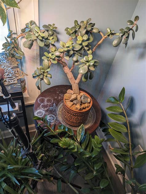 My Pride And Joy Jade Rjadeplant