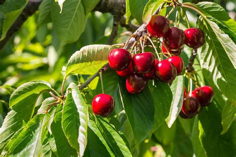 Dwarf Cherry Tree Fruit