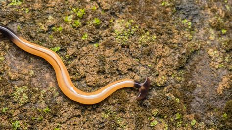 Are Hammerhead Worms Dangerous To You And Plants