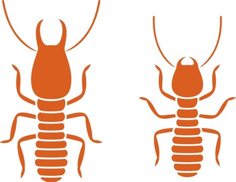 Termite Royalty Free Vector Image Vectorstock