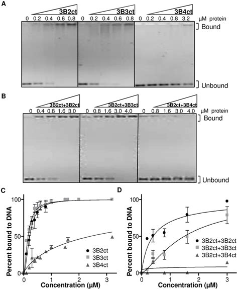 Dnmt3b3 Weakens While Dnmt3b4 Strongly Inhibits Dna Binding By