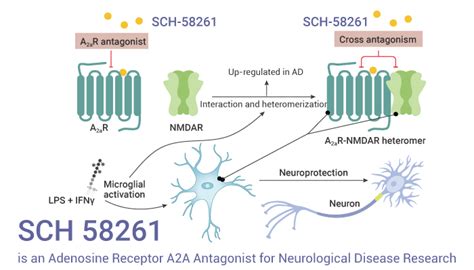Sch 58261 Is An Adenosine Receptor A2a Antagonist For Neurological