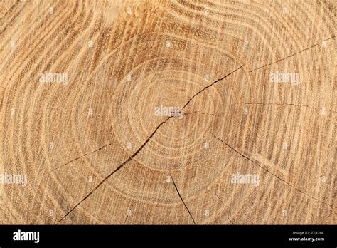 Tree Trunk Cross Section Closeup Stock Photo Alamy