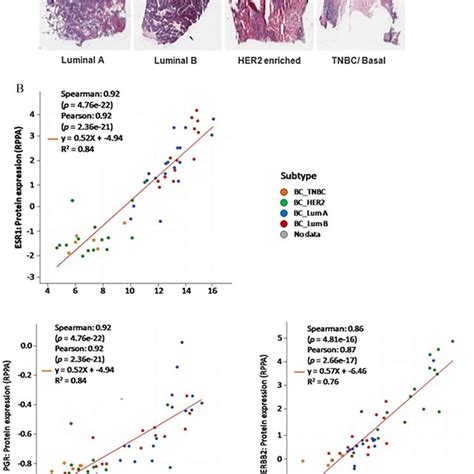 Er Pr And Her2 Mrna Expression Data Stratified By Different