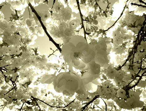 Blossum Stock Image Image Of Black Flowers White Cherry 66584361