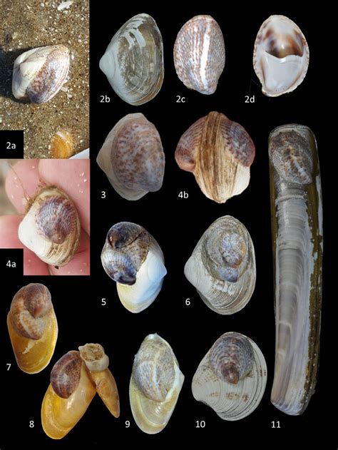 Crepidula Fornicata And Host Mollusks 2 6 On Spisula Subtruncata 2