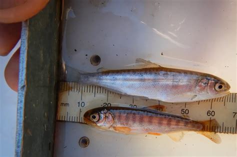 Saving Salmon • Chico News And Review