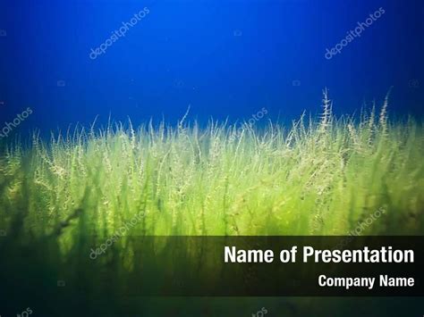 Seaweed And Green PowerPoint Template Seaweed And Green PowerPoint Background