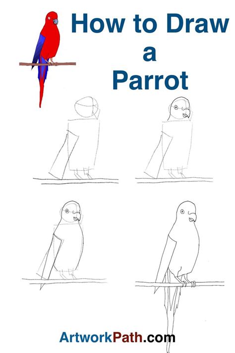 How To Draw A Parrot Step By Step Drawing Guide