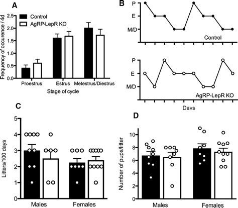 Estrous Cyclicity And Fecundity Of Agrp Lepr Ko Male And Female Mice