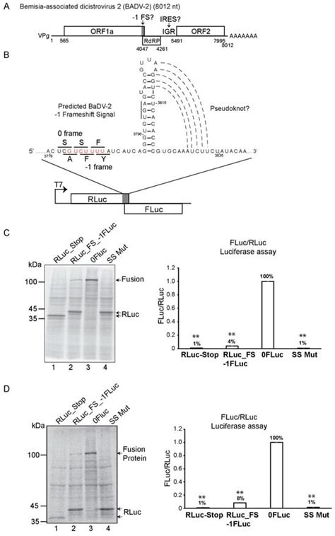 Viruses An Open Access Journal From Mdpi