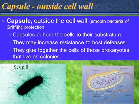 Chapter 27 Prokaryotes And The Origins Of Metabolic Diversity Ppt Download