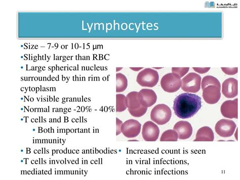 PPT DIFFERENTIAL LEUCOCYTE COUNT DLC PowerPoint Presentation Free Download ID