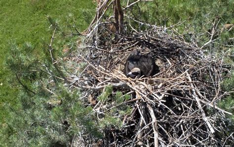 The New Breeding Season Starts For Reintroduced Griffon And Cinereous