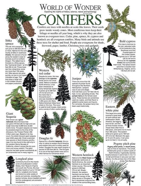 Conifers Evergreens For Shade Biology Plants Tree Identification