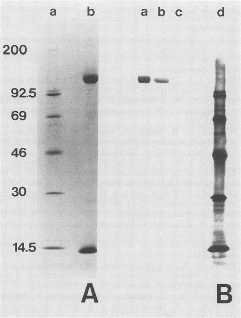Identification Of The Purified Acute Phase Reactant As Haptoglobin A Download Scientific