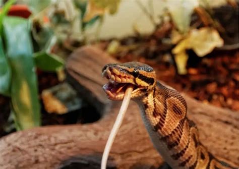 Ball Python Behavior Animalbehaviorcorner Ball Python Behavior Animalbehaviorcorner