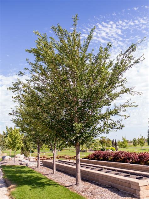 triumph® hybrid elm jeffries nurseries