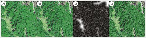 Image Analysis To Delineate Tree Crowns A Satellite Image B Local