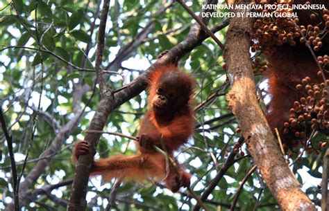 Shell Environmental Products On Linkedin Carboncredits Conservation