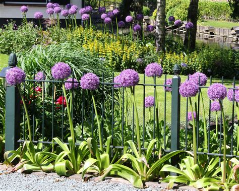 Allium Ambassador Bulbs — Buy Online At Farmer Gracy Uk