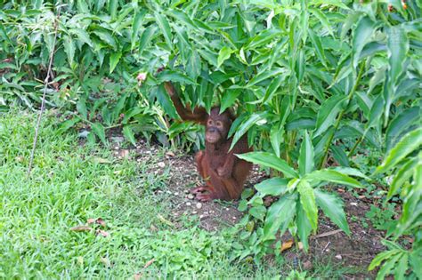 猩猩林区水平画幅无人婆罗洲岛沙巴州热带雨林婴儿户外马来西亚
