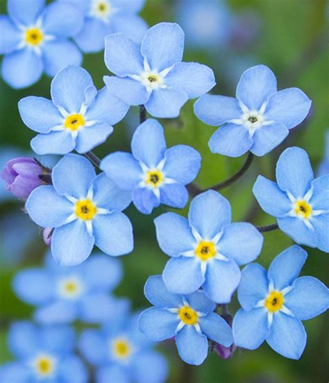 Vicki Lynne Watson Obituary April 27 2025 Blackburn Vernal Mortuary