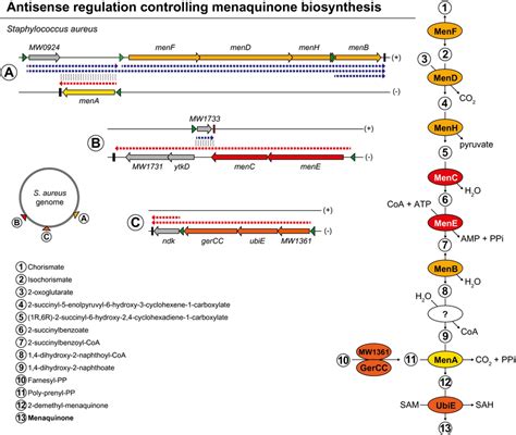 Genomic Organisation Of The Genes Required For Menaquinone Biosynthesis Download Scientific