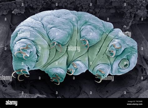 Microscope Tardigrade Banque De Photographies Et Dimages à Haute