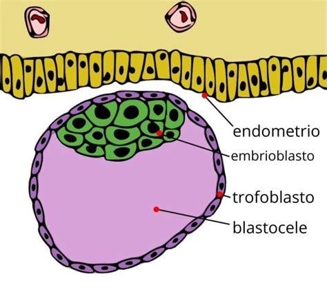 Epiblasto Desarrollo Embrionario Y Formación