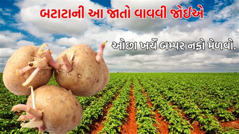 ખેડૂતોએ રવિ સિઝનમાં બટાટાની આ જાતો વાવવી જોઈએ ઓછા ખર્ચે બમ્પર નફો