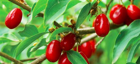 Кизил - много фото - treepics.ru