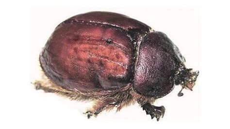 Červec Nopálový Když Brouček Nahrazuje Jahody Epochálnísvět Cz