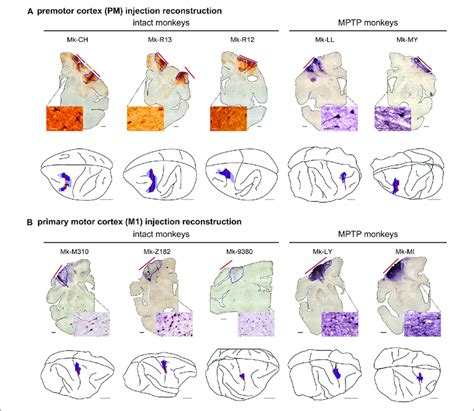 Reconstruction Of The Biotinylated Dextran Amine Bda Injection