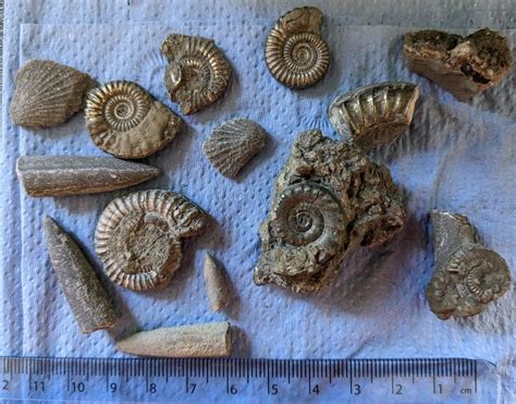 Queensland Science Network On Linkedin Measure Time Fossils