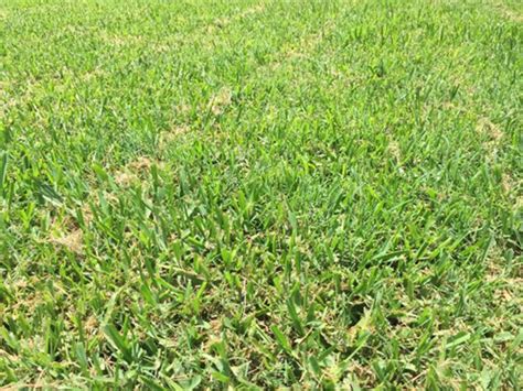 Dallisgrass