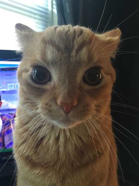Yellow Cat Memes 20 Wholesome Cat Memes For Your Tuesday Morning Needs