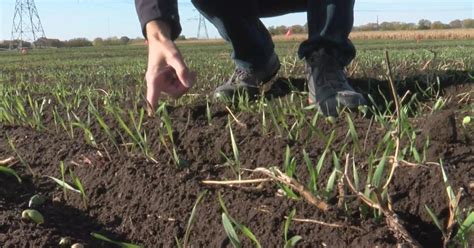 U Of M Researchers Exploring Viability Of Cold Weather Wheat In Minnesota Cbs Minnesota