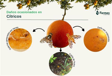 Recomendaciones Efectivas Para El Control De La Mosca De La Fruta En